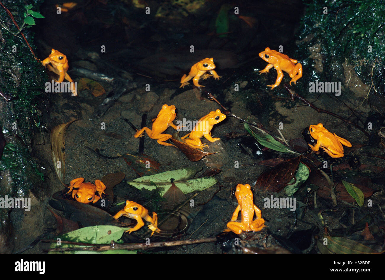Golden Toad (Bufo periglenes) males, breeding aggregation, extinct ...