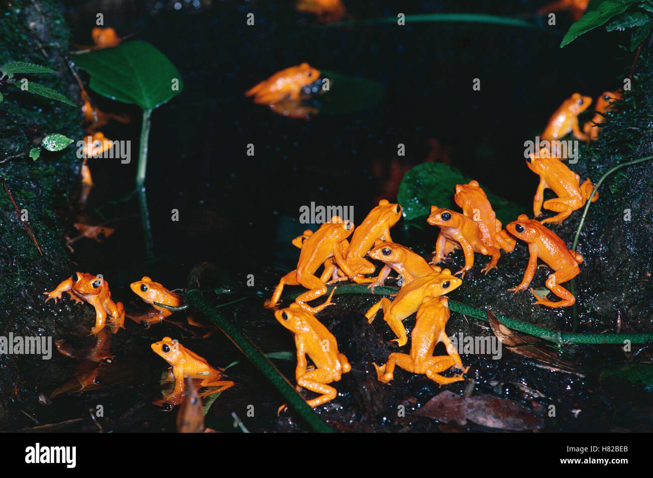 Golden Toad (Bufo periglenes) males, breeding aggregation, extinct ...