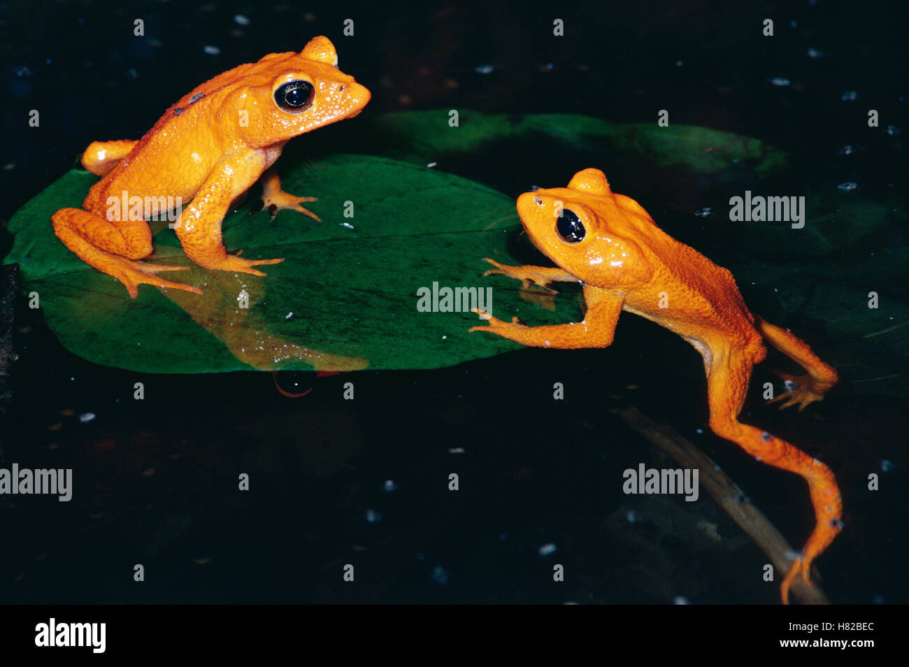 Golden Toad (Bufo periglenes) males, breeding aggregation, extinct ...