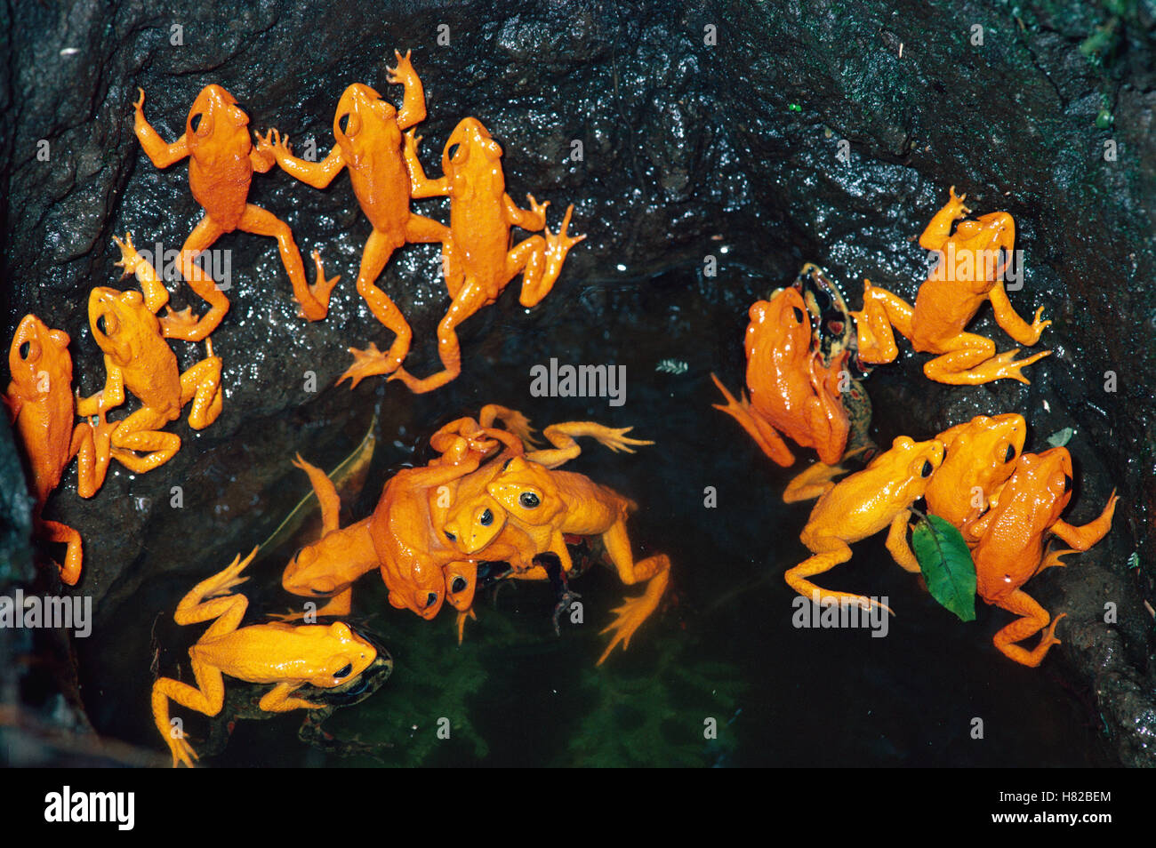 Golden Toad (Bufo periglenes) males, breeding aggregation, extinct ...