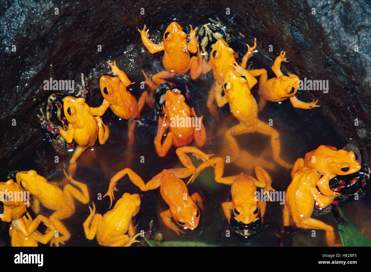 Golden Toad (Bufo periglenes) males, breeding aggregation, extinct ...