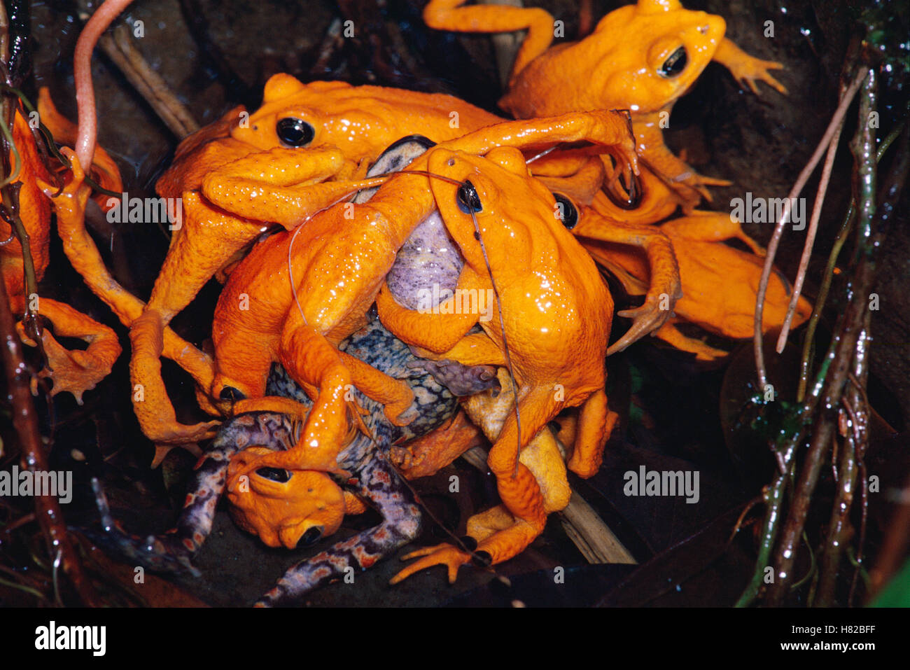 Golden Toad (Bufo periglenes) males, breeding aggregation, extinct ...