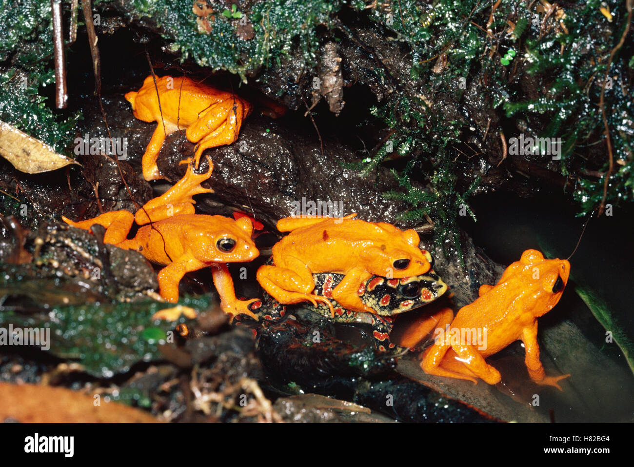 Golden Toad (Bufo periglenes) males and single female form breeding ...