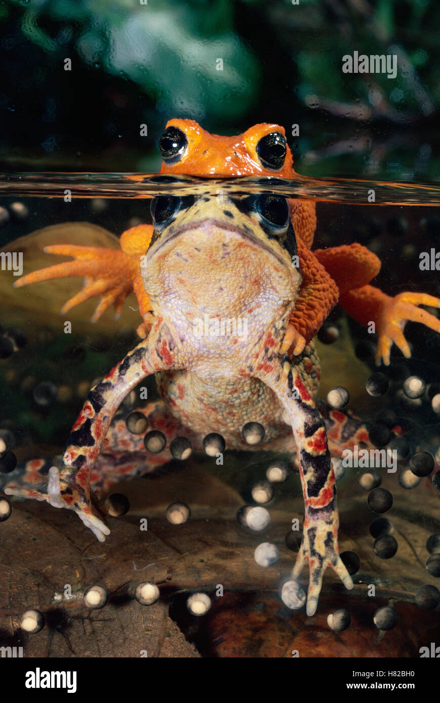 Golden Toad (Bufo periglenes) pair spawning, extinct, Costa Rica Stock ...