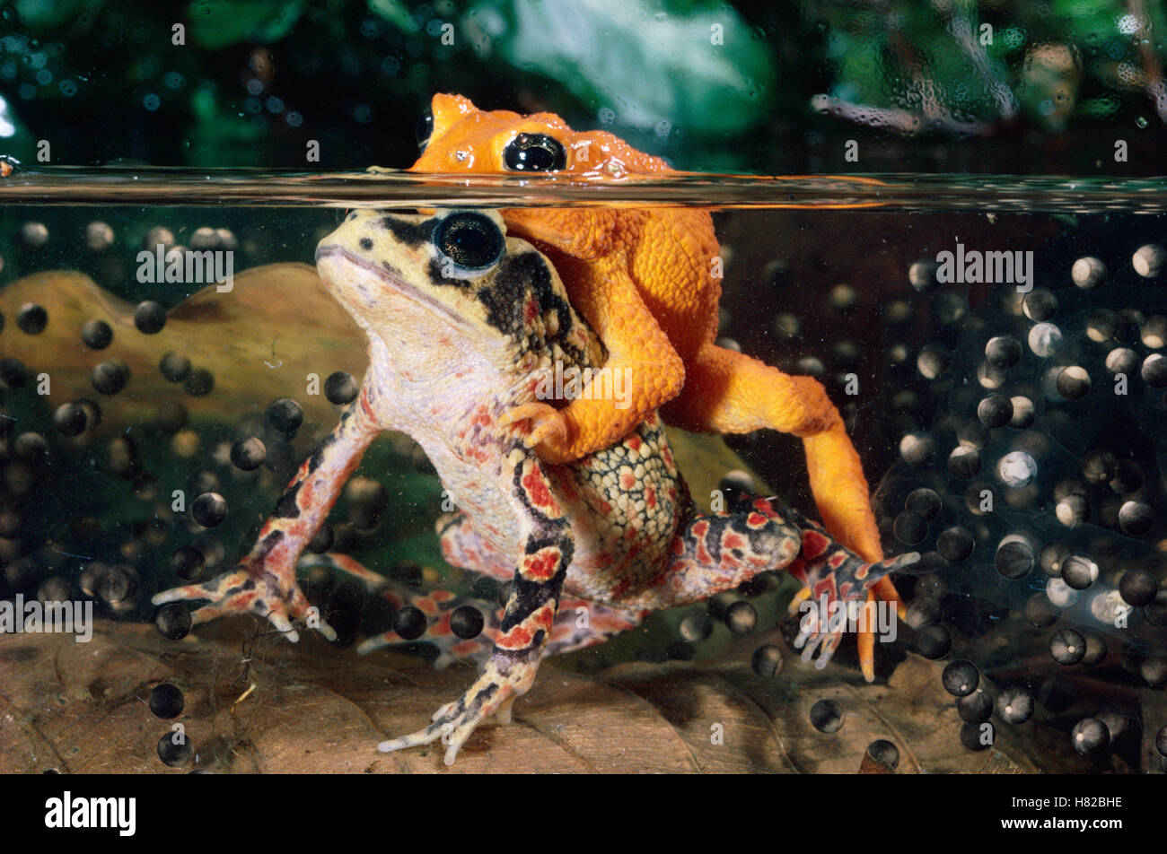 Golden Toad (Bufo periglenes) pair spawning underwater, extinct ...