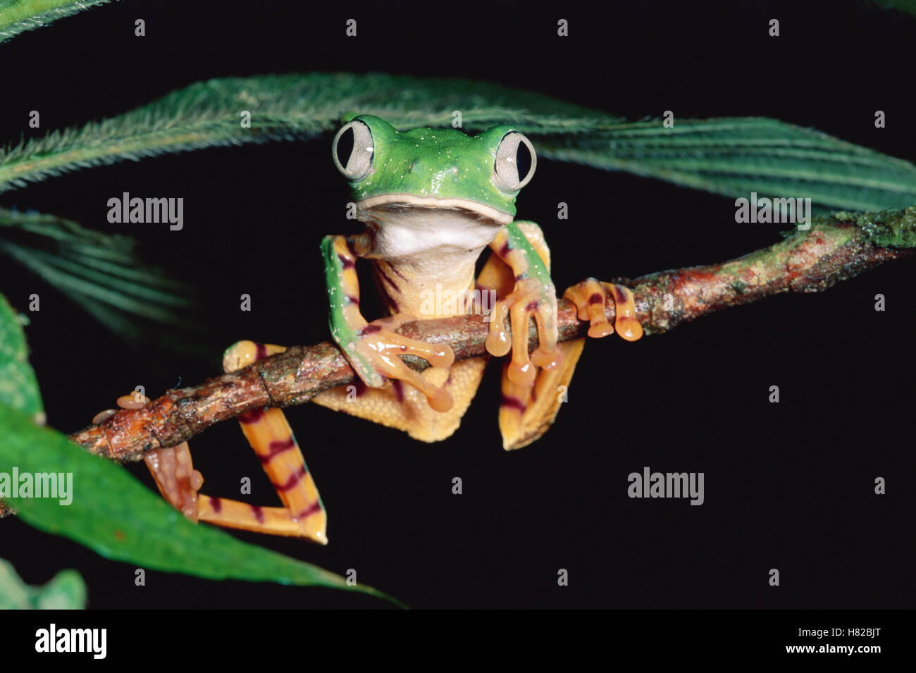 Tiger-striped Leaf Frog (Phyllomedusa tomopterna) or Barred Leaf Frog ...