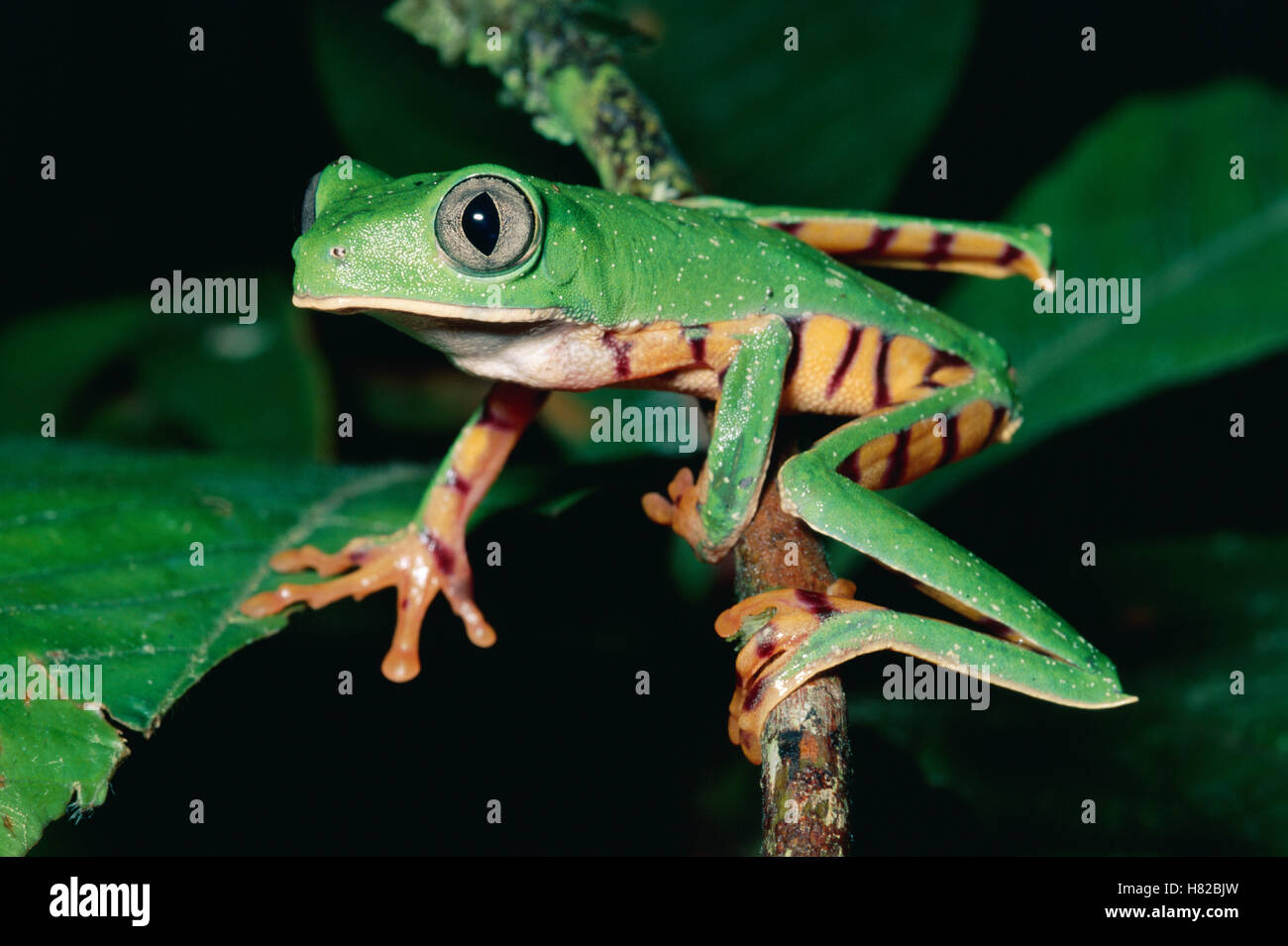 Tiger-striped Leaf Frog (Phyllomedusa tomopterna) or Barred Leaf Frog ...