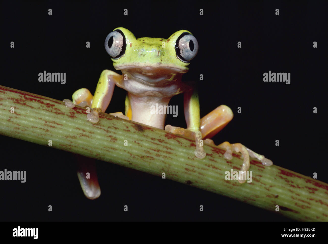 Lemur Frog or Maki Frog (Phyllomedusa lemur) perching, facing camera ...