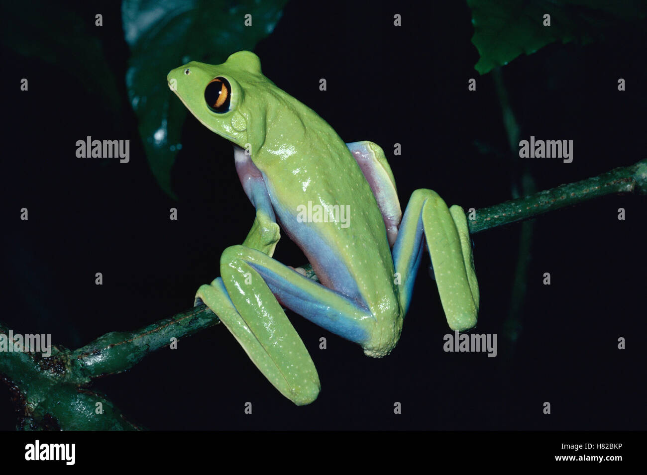 Blue-sided Leaf Frog (Agalychnis annae) perched on stem, back view ...