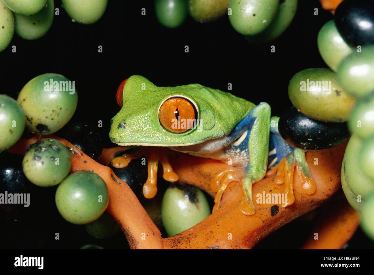 Red-eyed Tree Frog (Agalychnis callidryas) portrait with palm fruit ...
