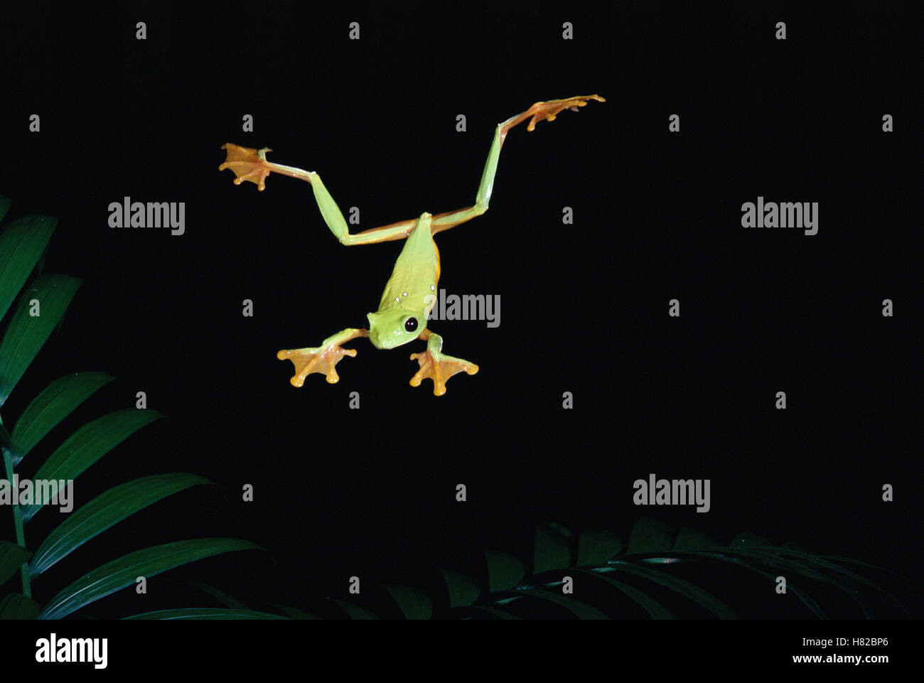 Gliding Leaf Frog (Agalychnis spurrelli) leaping, rainforest, Costa ...