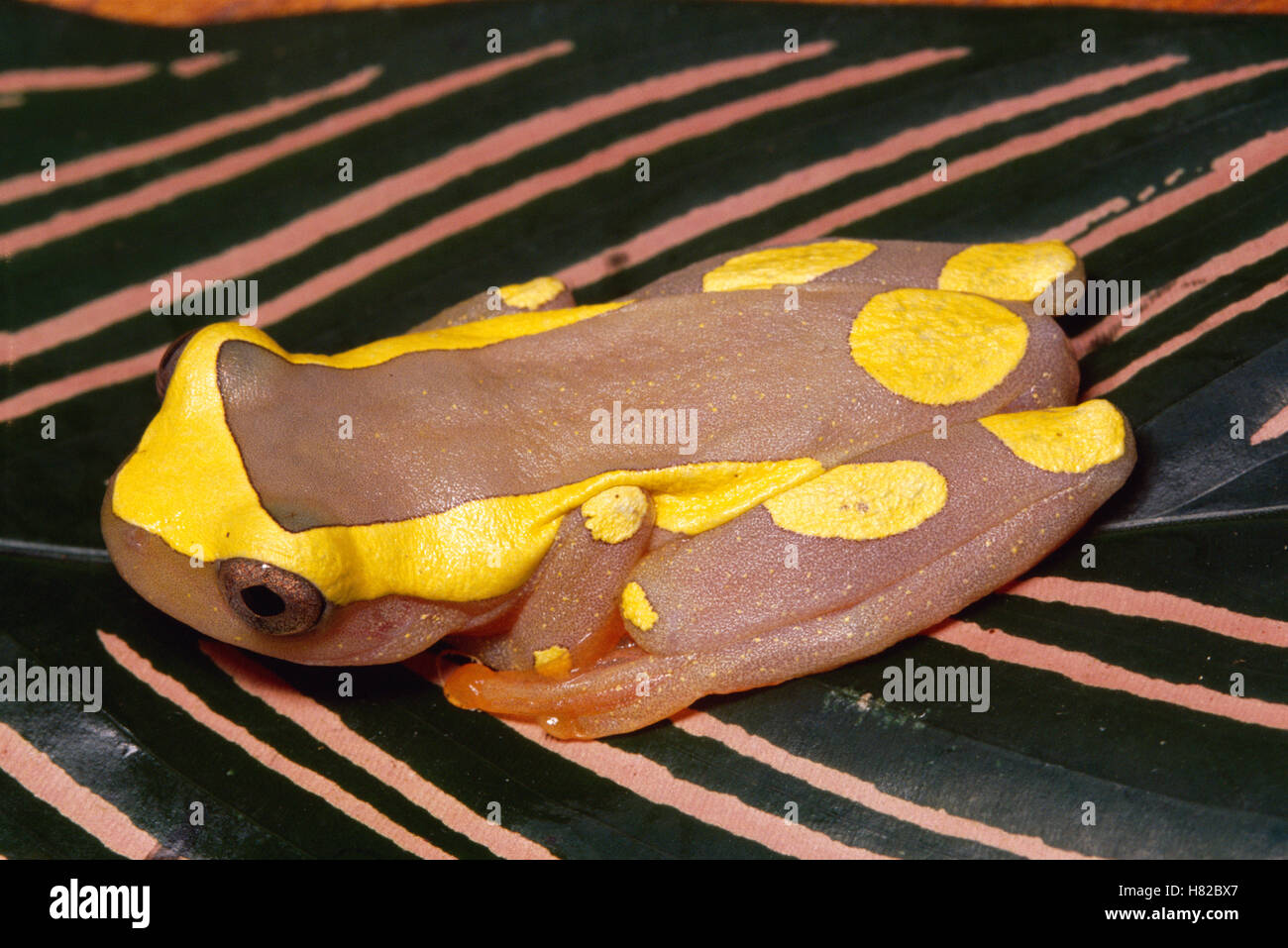 Bereis' Treefrog (Dendropsophus leucophyllatus) in swamp, rainforest ...