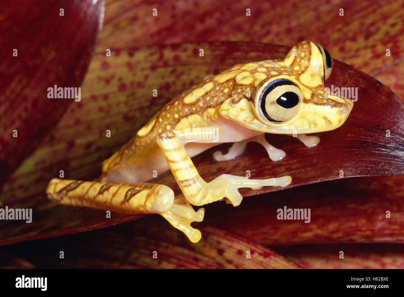 Chachi Tree Frog (Hyla picturata) rainforest, Ecuador Stock Photo - Alamy