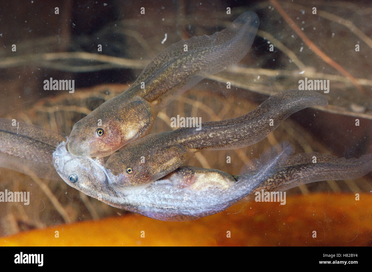 Meadow Tree Frog (Isthmohyla pseudopuma) tadpoles cannibalizing tadpole ...