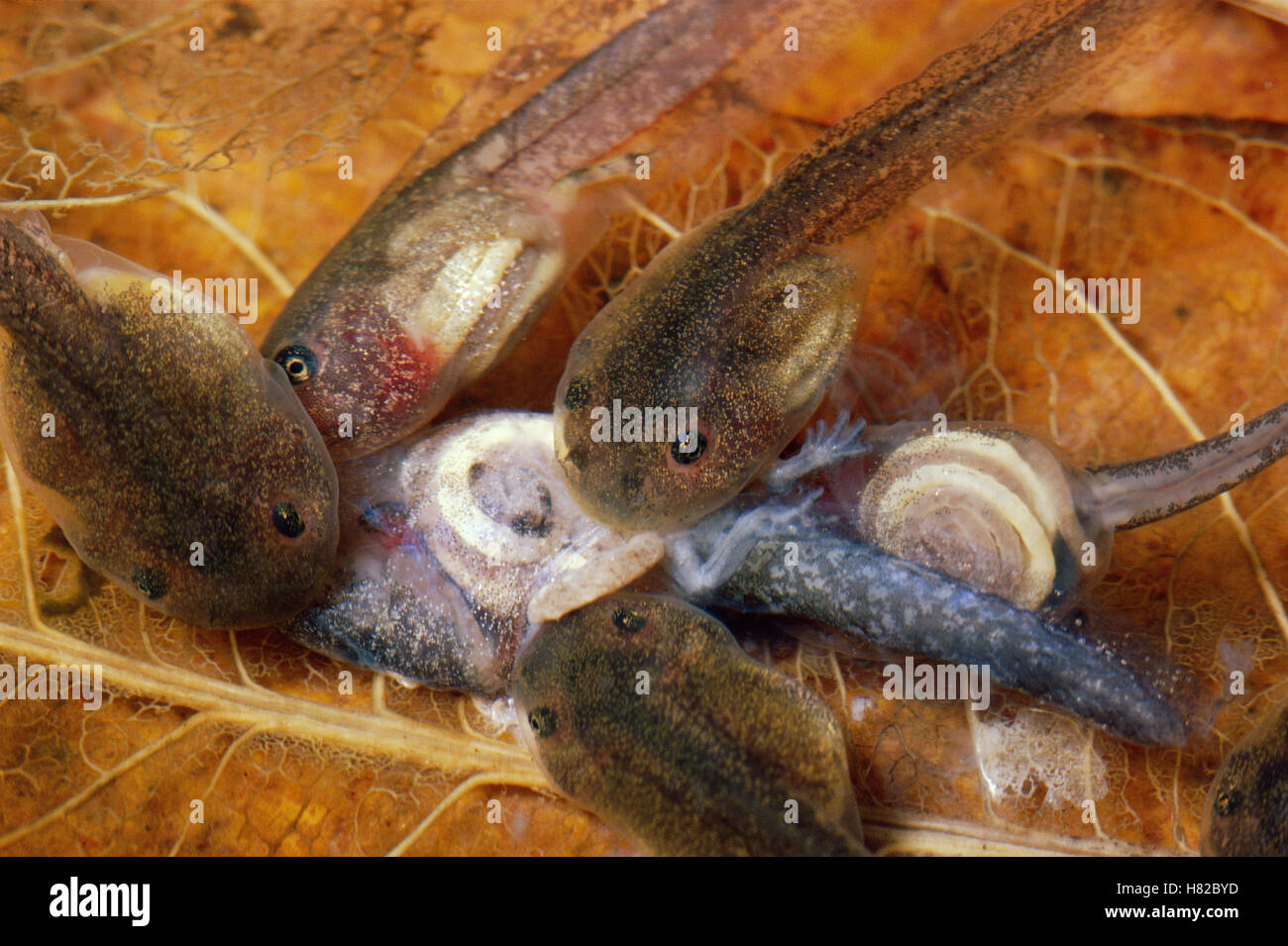 Meadow Tree Frog (Isthmohyla pseudopuma) tadpoles cannibalizing tadpole ...