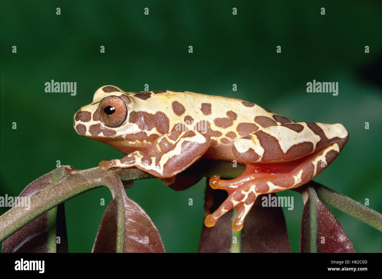 Tree Frog (Hyla triangulum) in swamp, rainforest, Manu National Park ...