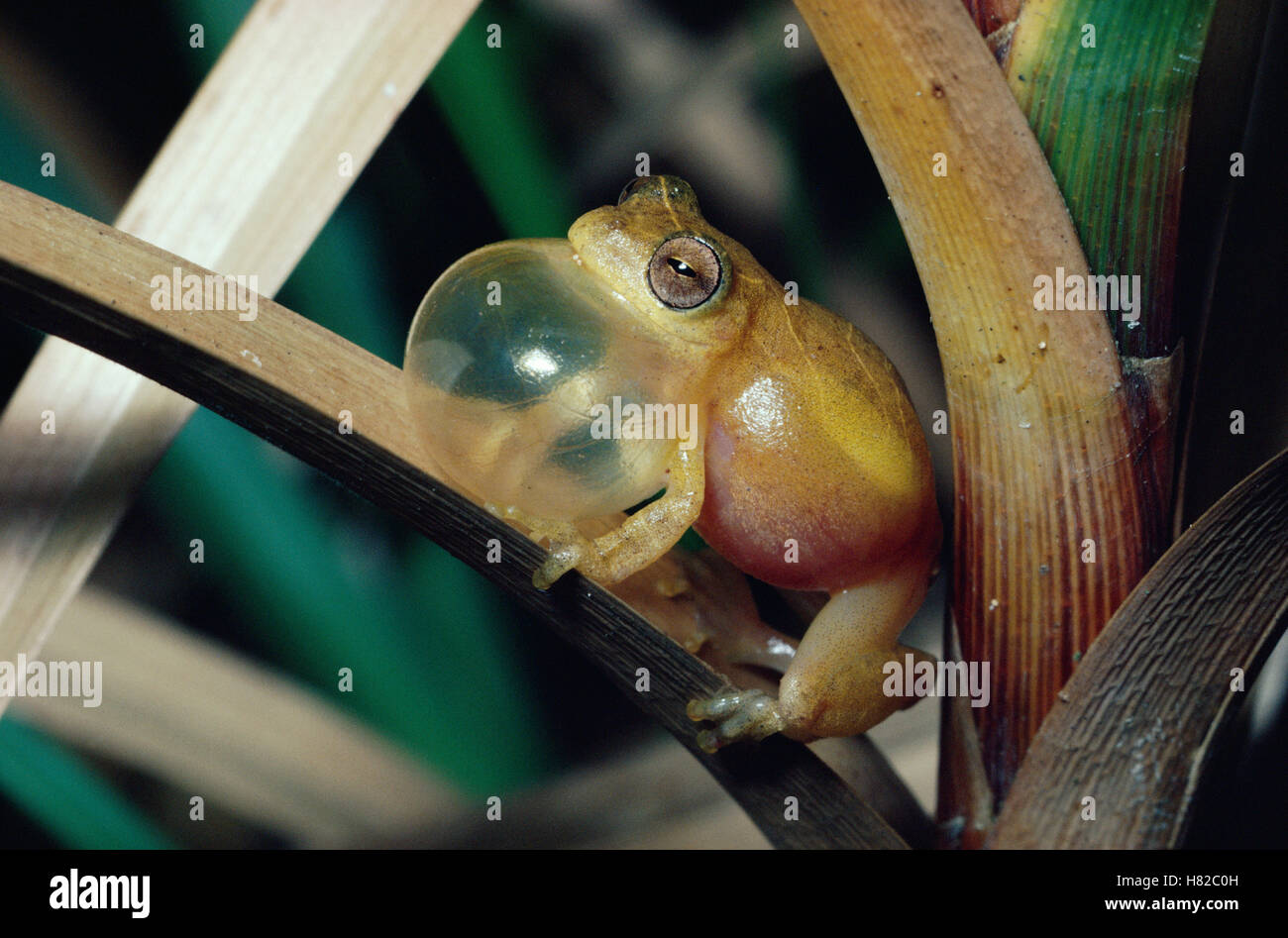 Treefrog (Hyla sp?) male calling, rainforest, Brazil Stock Photo - Alamy
