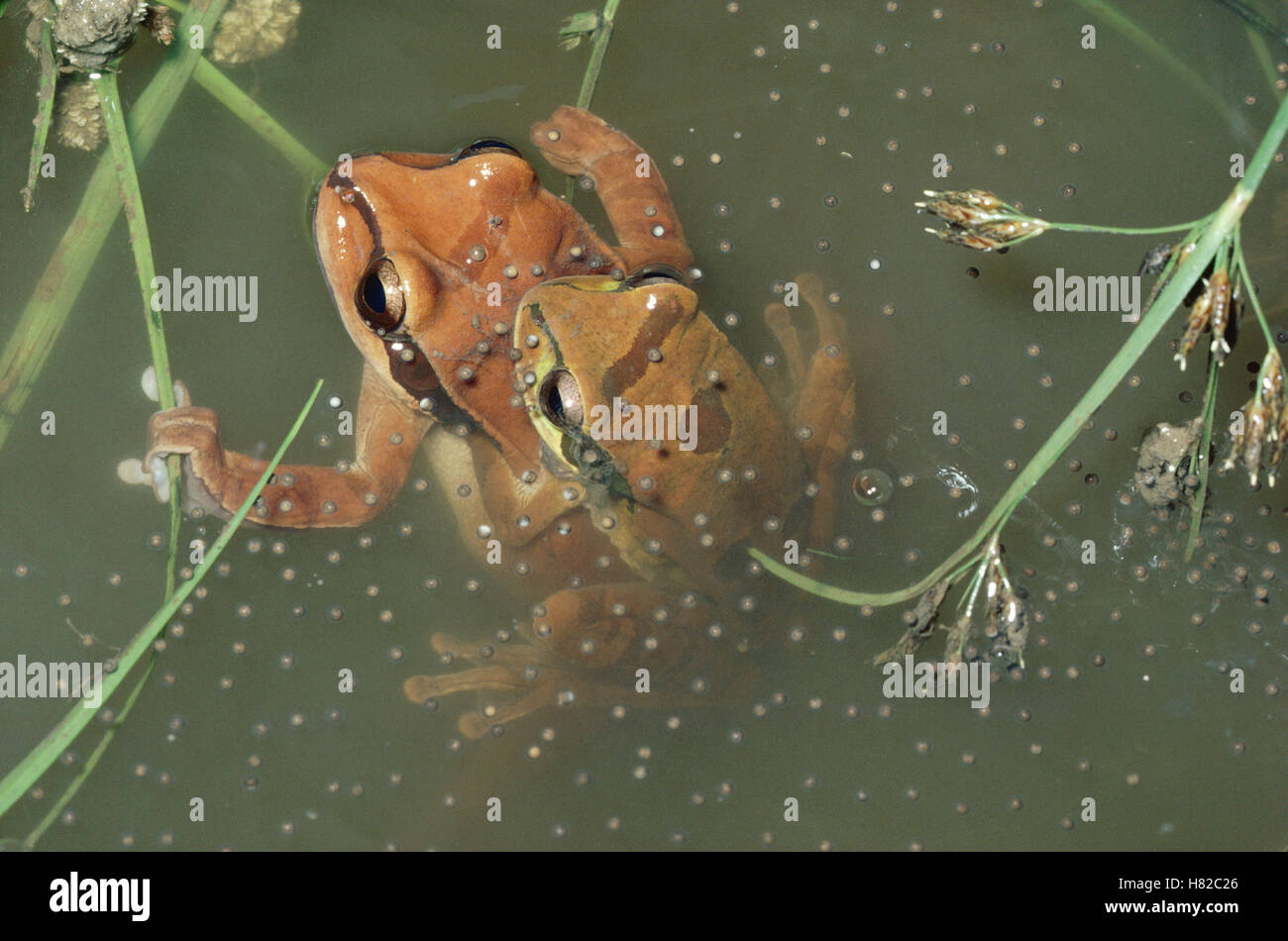 Tarraco Treefrog (Smilisca phaeota) pair spawning eggs in water ...