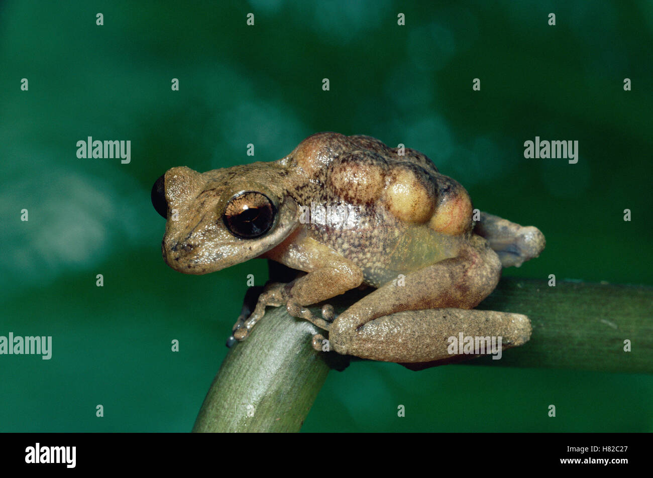 Pygmy Marsupial Frog (Flectonotus pygmaeus) female with eggs, cloud ...