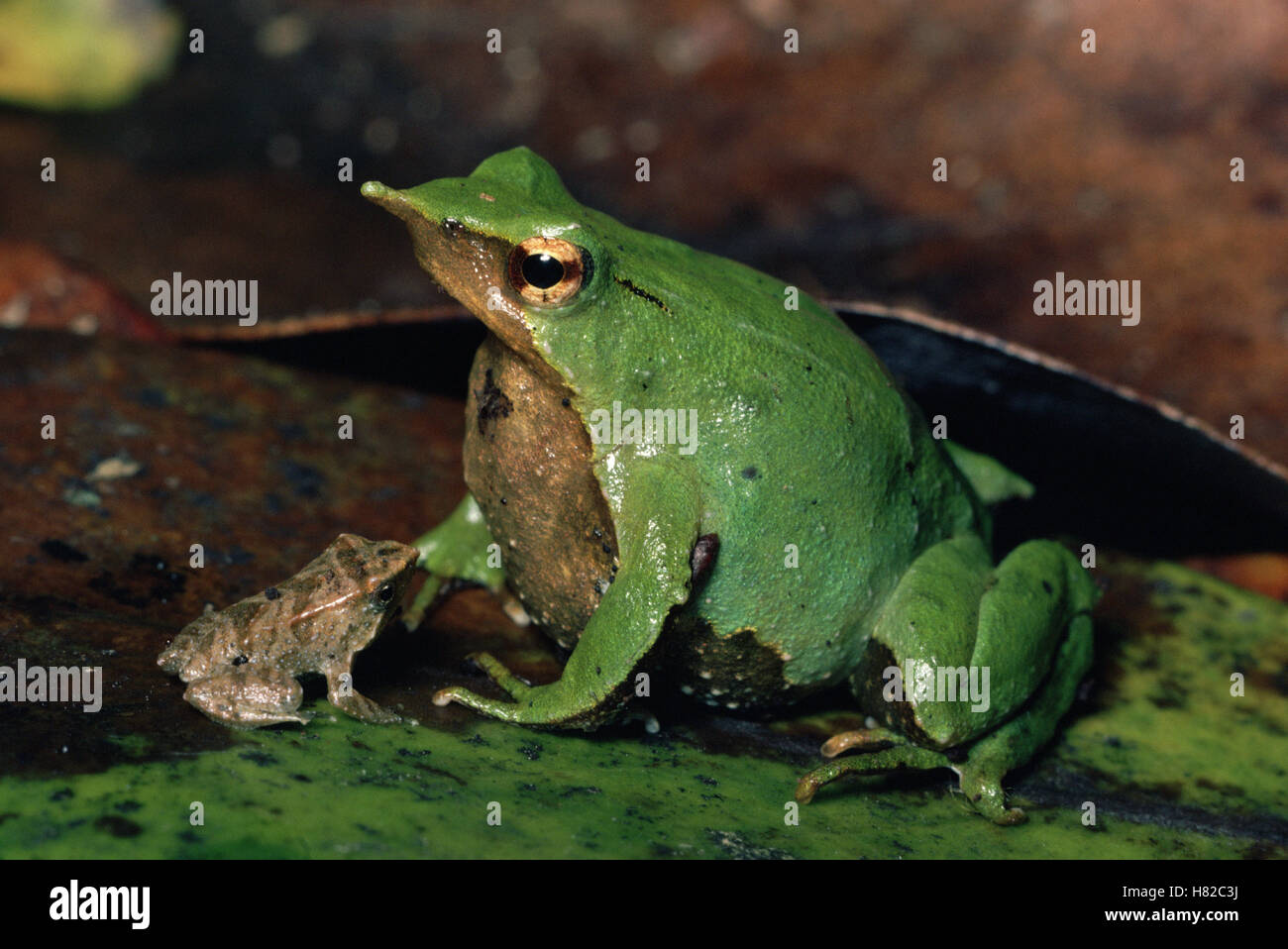 Darwin's Frog (Rhinoderma darwinii) male with froglets, in vocal sac ...
