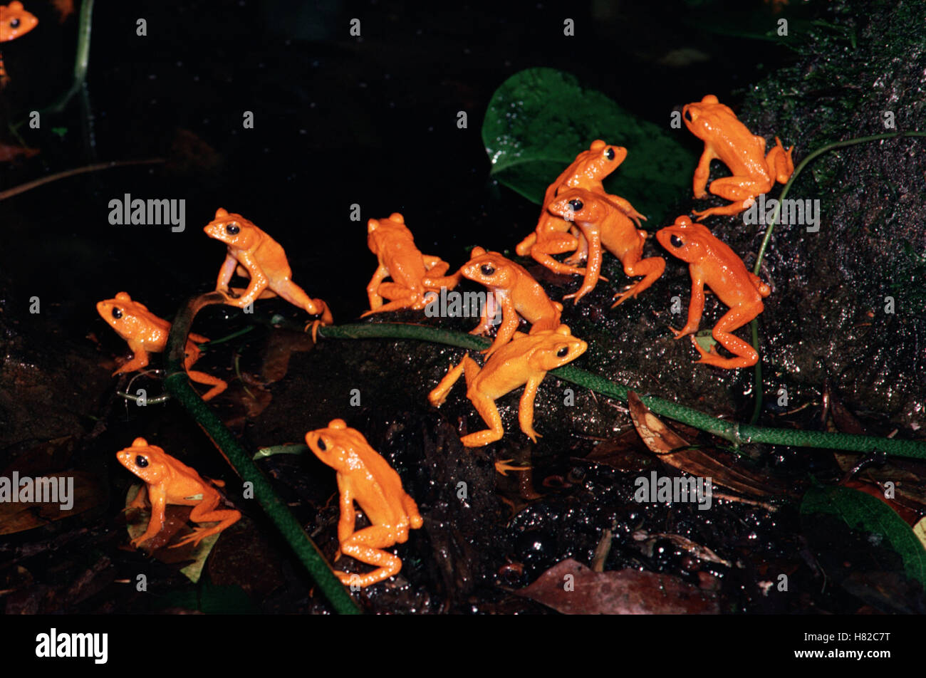 Golden Toad (Bufo periglenes) males at breeding aggregation, Monteverde ...