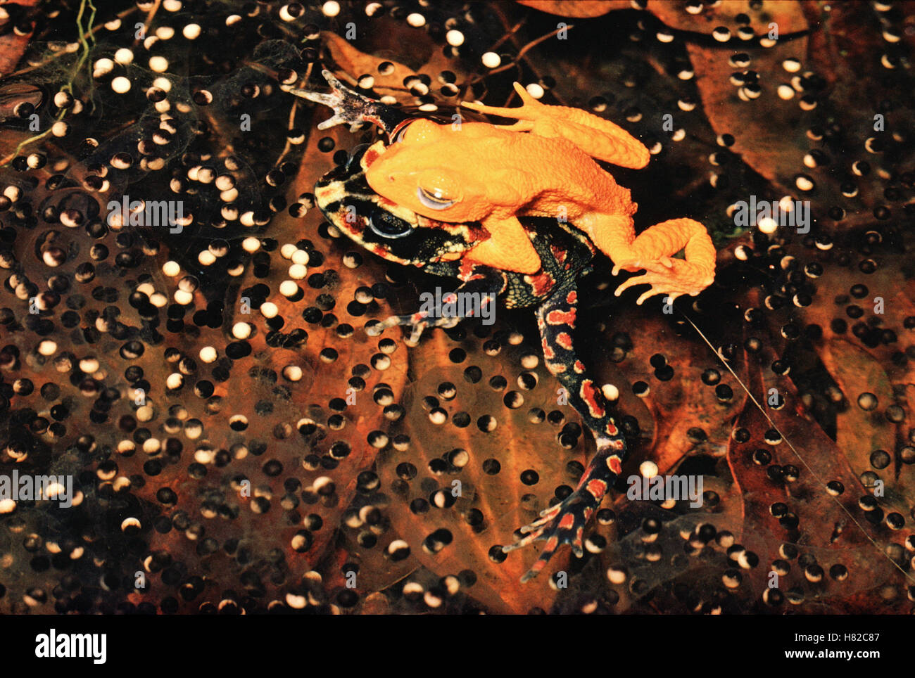 Golden Toad (Bufo periglenes) pair spawning in temporary pool ...