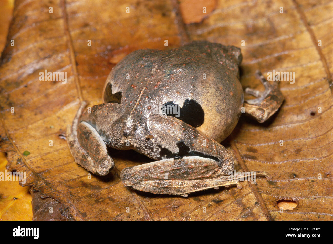 Southern Frog (Physalaemus sp) flashes false eye spots in defensive ...