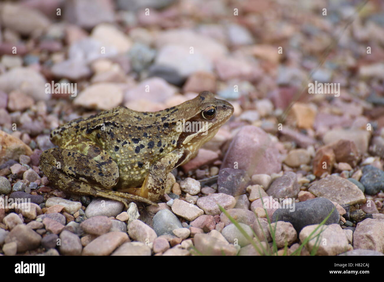 Beige frog hi-res stock photography and images - Alamy