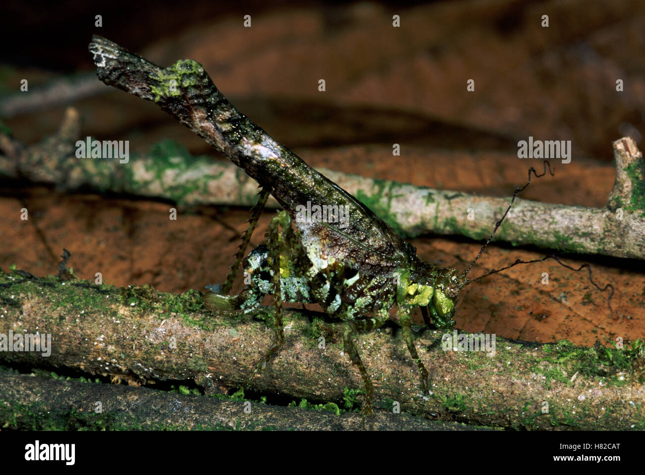 Katydid (Paraphidnia sp) disguised as lichen covered twig, rainforest ...