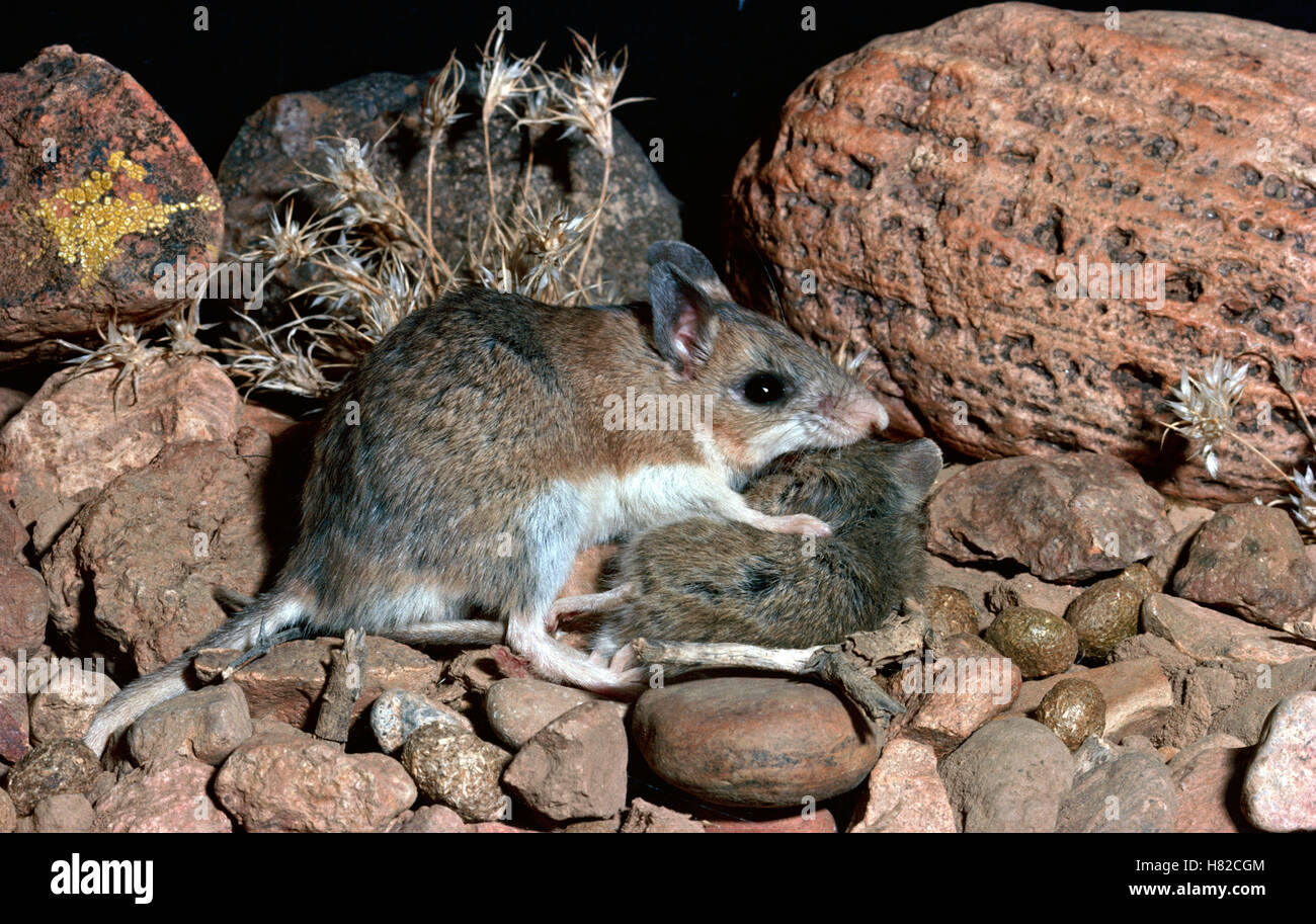 Southern Grasshopper Mouse (Onychomys torridus) feeding on Harvest ...