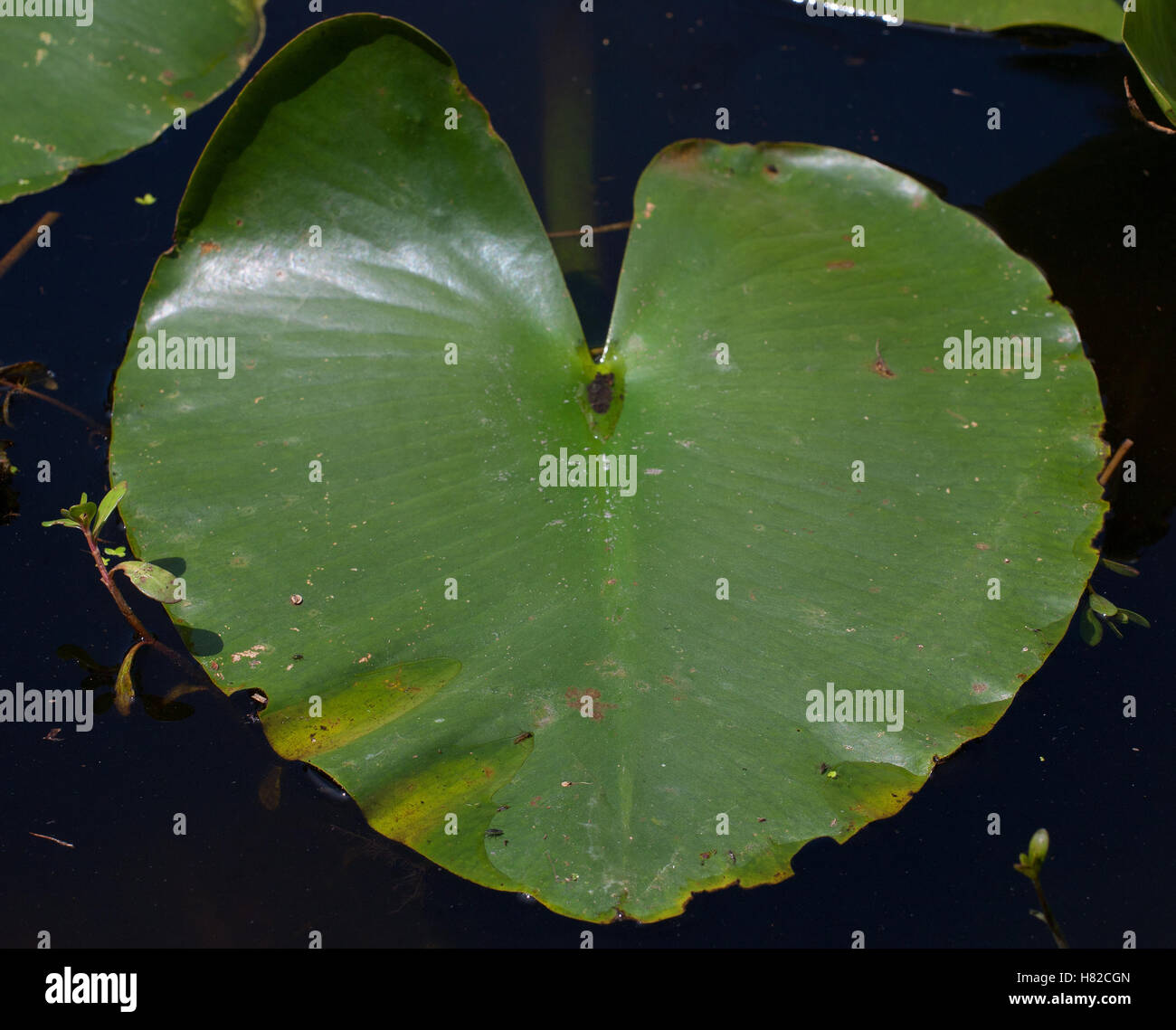 Water lily stem hi-res stock photography and images - Alamy