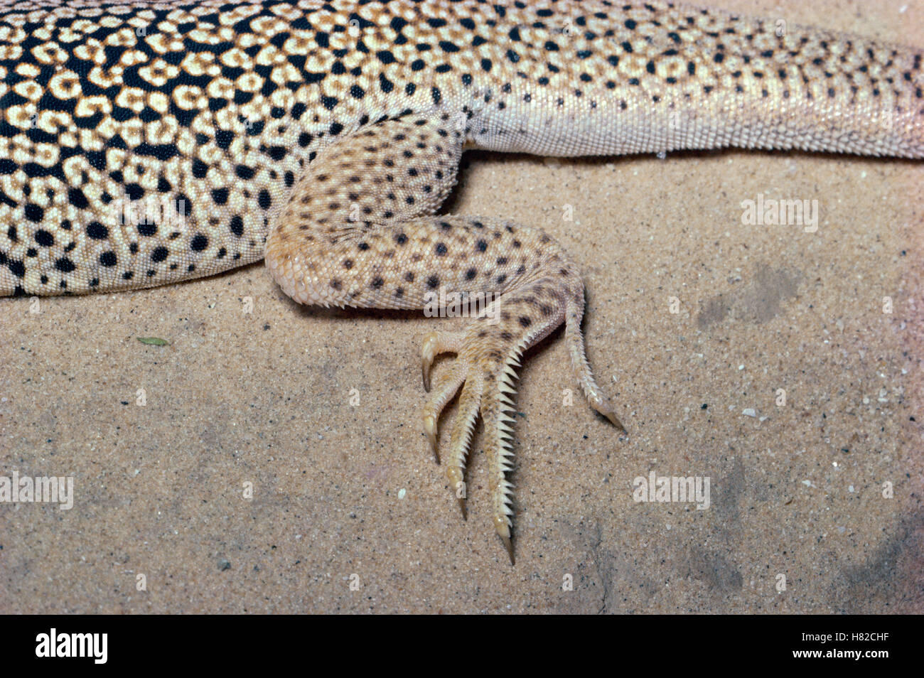 Colorado Desert Fringe-toed Lizard (Uma notata) feet showing scales on ...