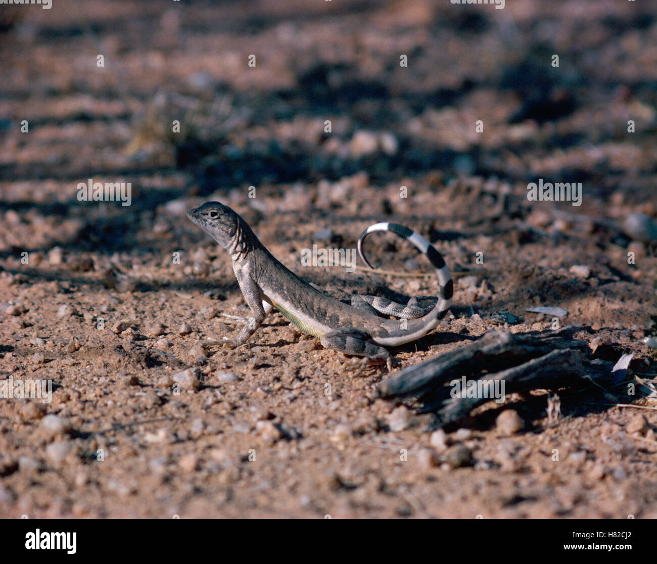 Zebra-tailed Lizard (Callisaurus draconoides), Sonoran Desert, North America Stock Photo - Alamy