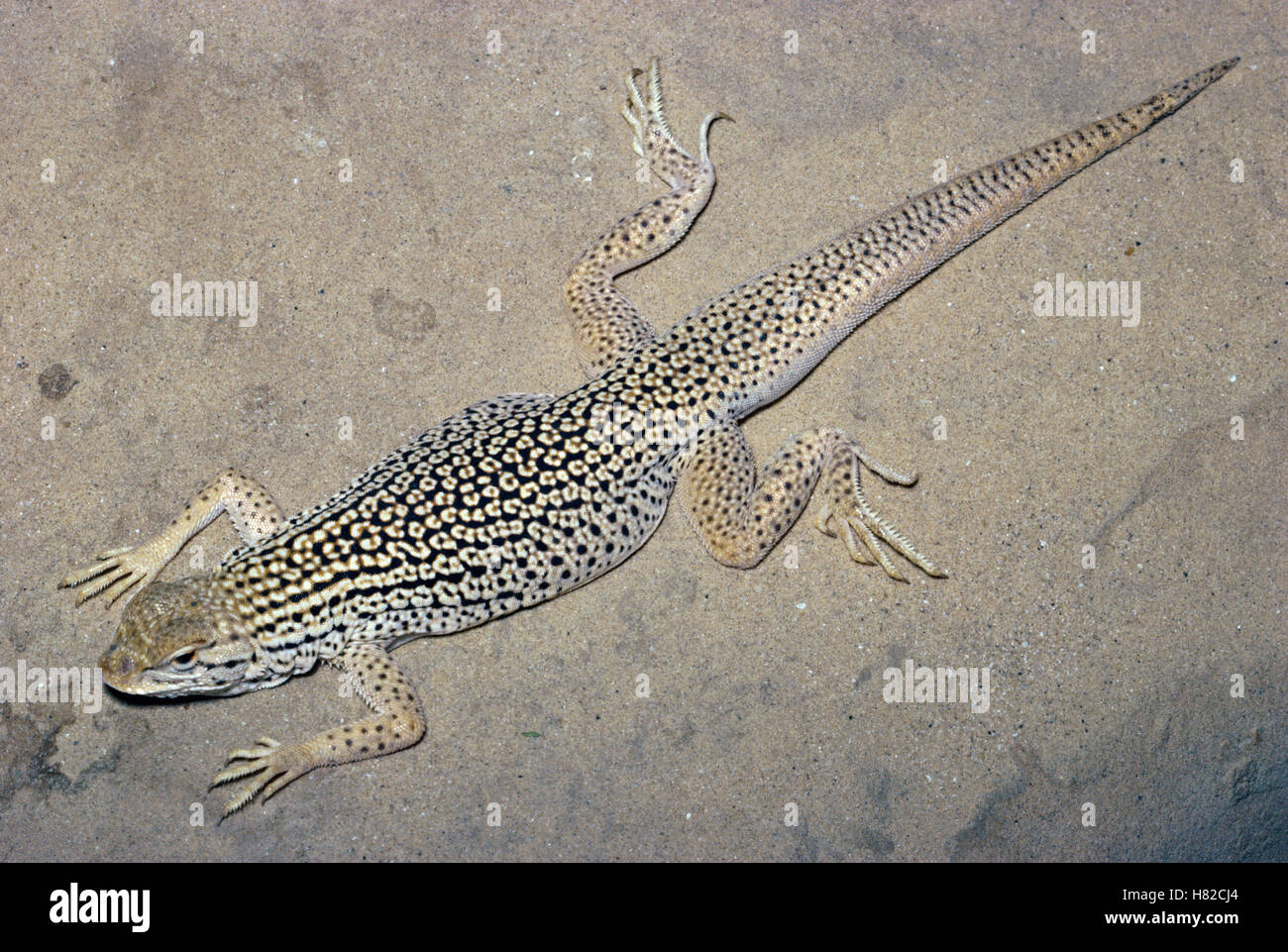 Colorado Desert Fringe-toed Lizard (Uma notata) with feet in sand ...