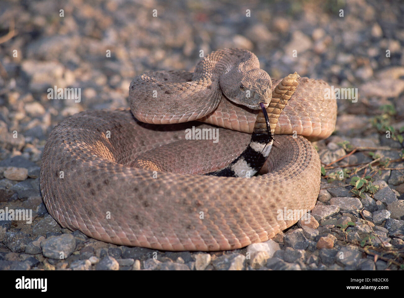 Western Diamondback Rattlesnake (Crotalus atrox) in threat display ...