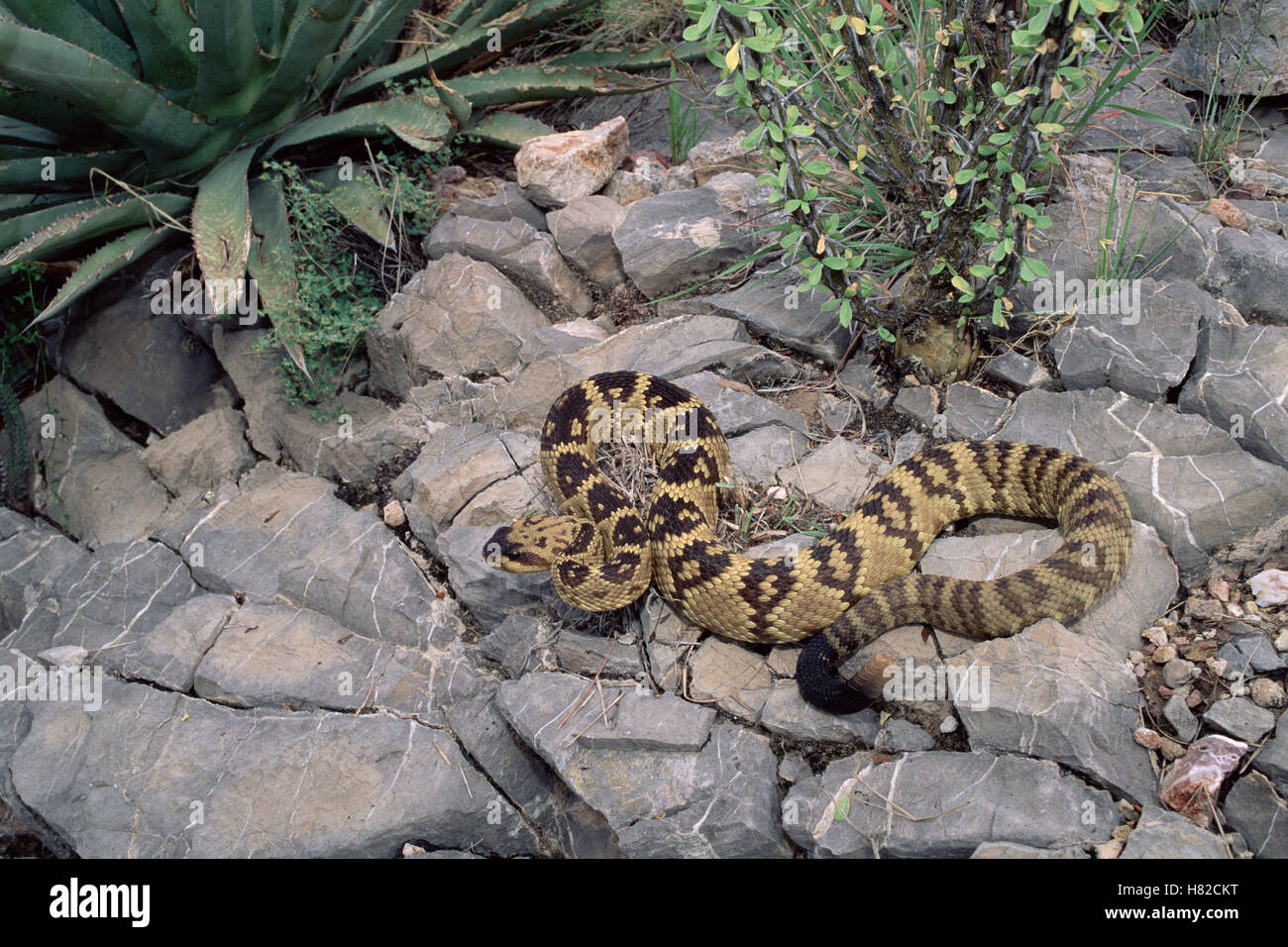 Black-tailed Rattlesnake (Crotalus molossus) on rocks, Chiricahua ...