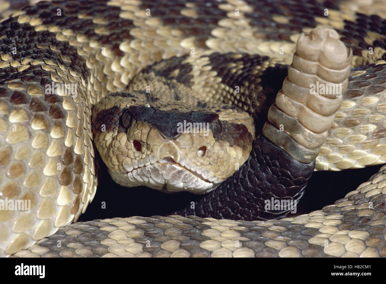 Black-tailed Rattlesnake (Crotalus molossus) portrait, Chiricahua Mountains, Arizona Stock Photo ...