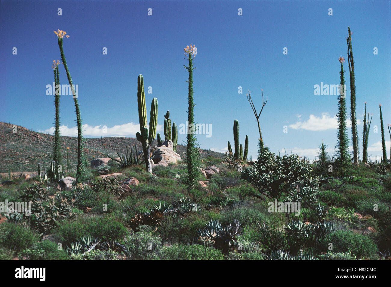 Boojum Tree (Idria columnaris) group blooming in desert, Baja ...