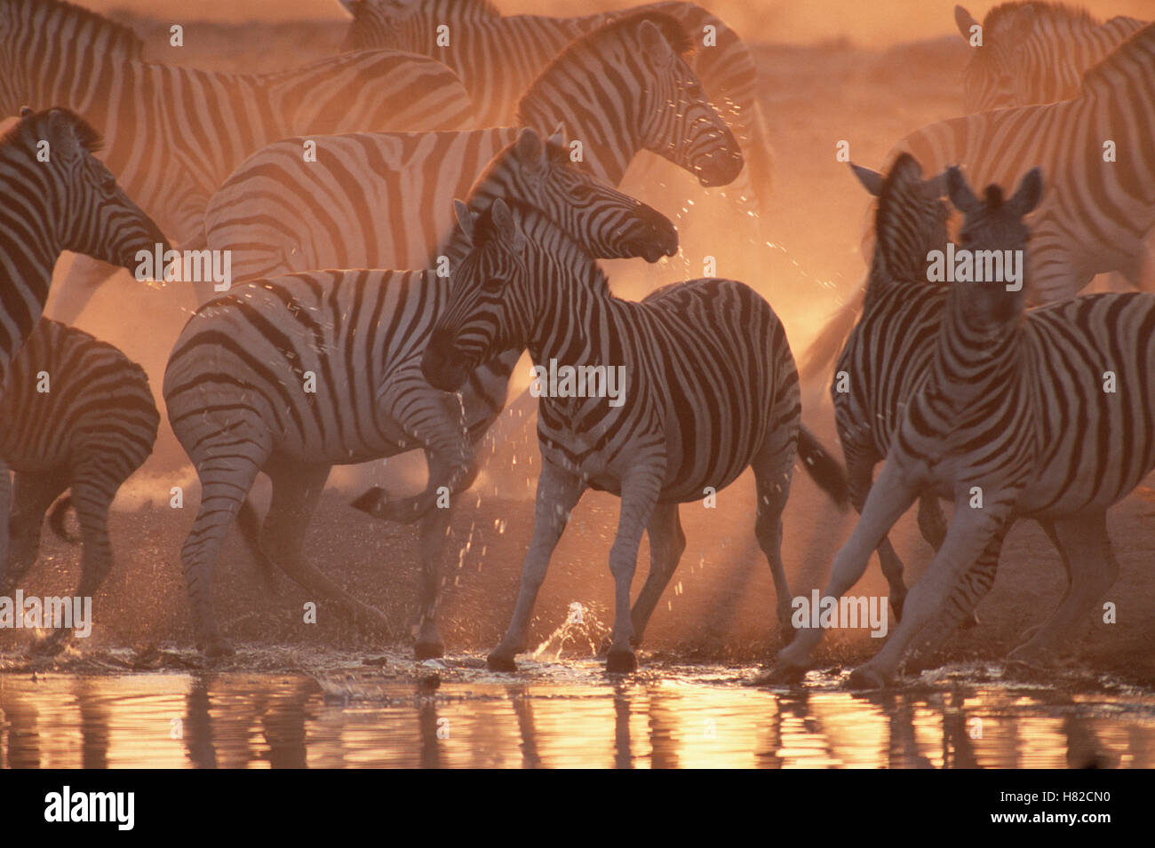 Burchell's Zebra (Equus burchellii) startled, at waterhole Etosha ...