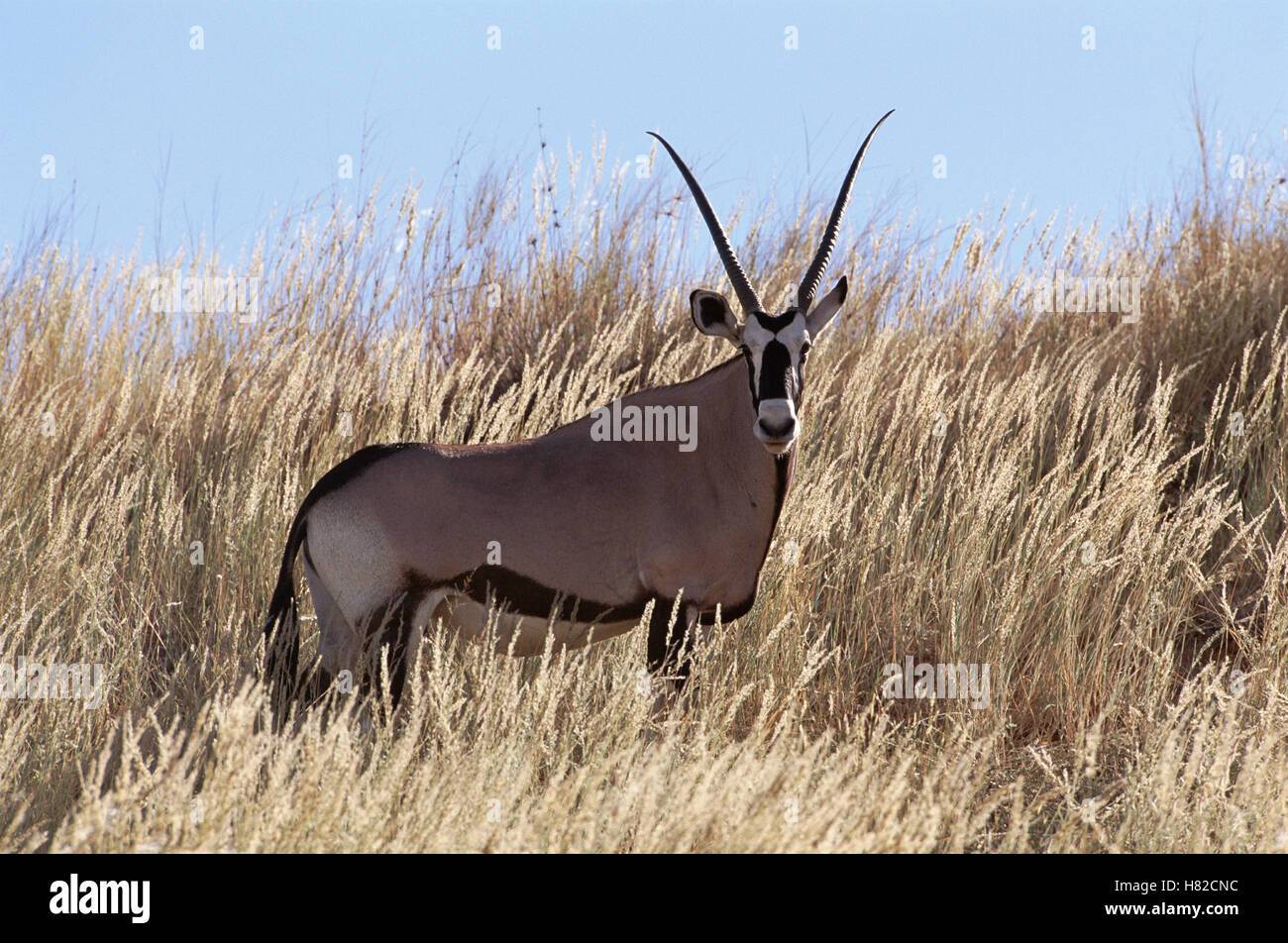 Profile side hi-res stock photography and images - Alamy