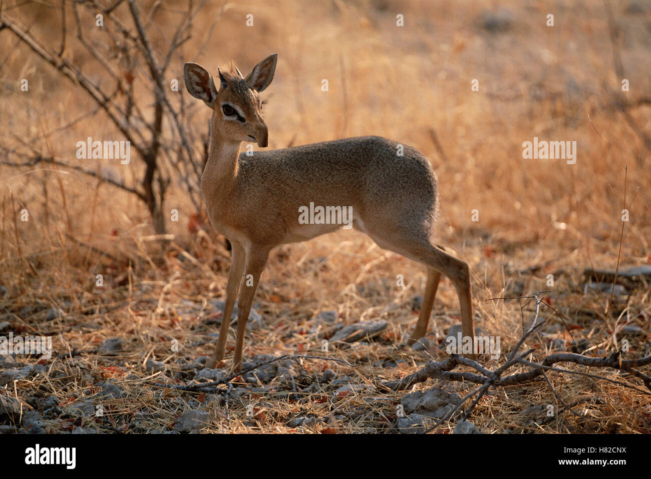 Kirk's Dik-dik (Madoqua kirkii), Etosha National Park, Namibia Stock ...