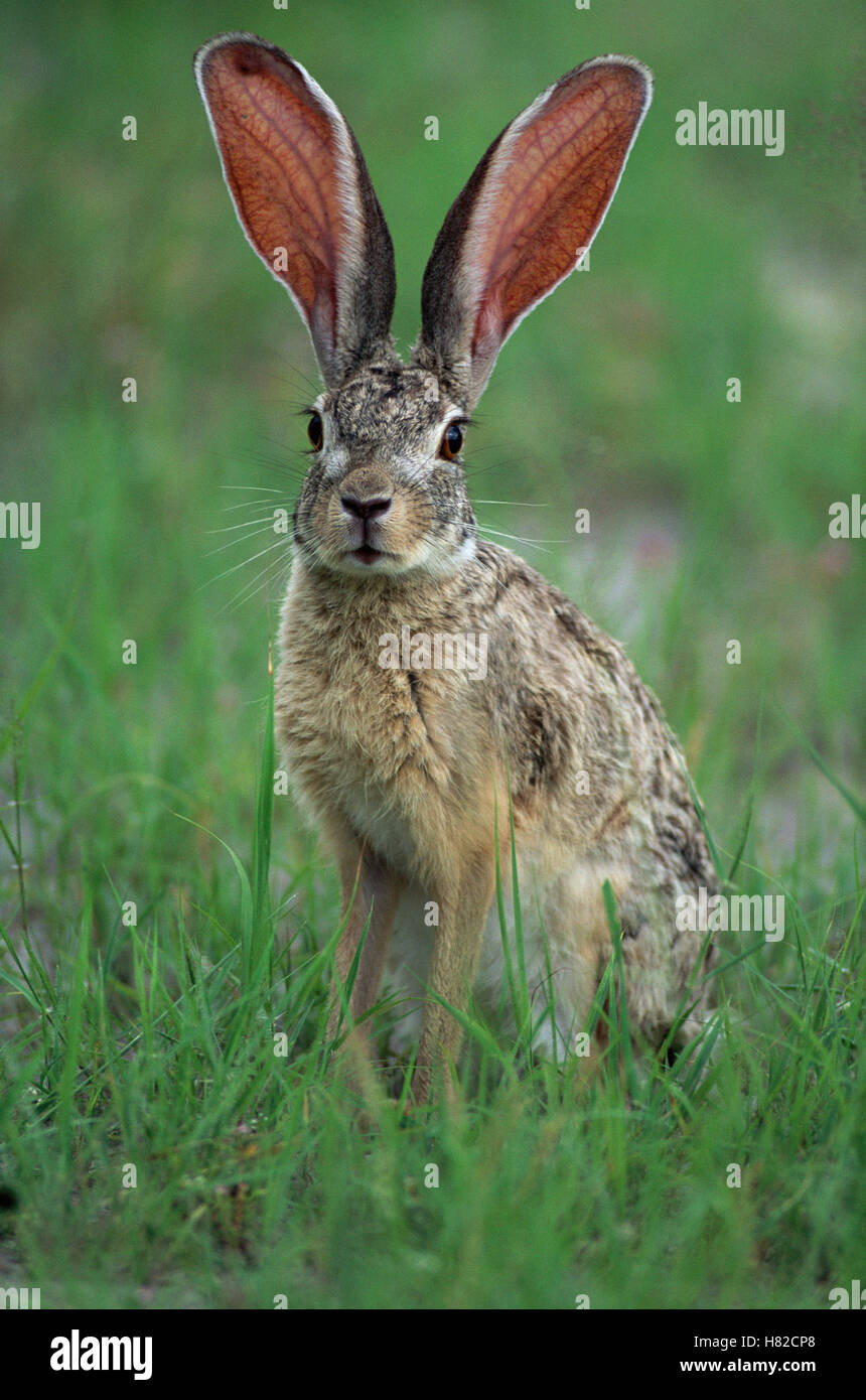 Scrub Hare (Lepus saxatilis) portrait, Namib Desert, Namibia Stock ...