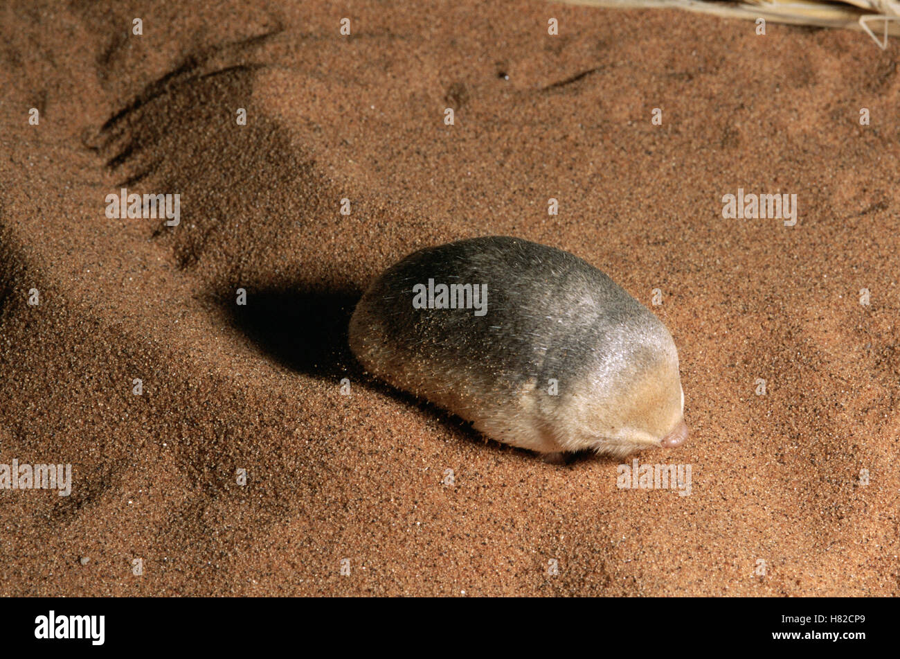 Mole animal at night hi-res stock photography and images - Alamy