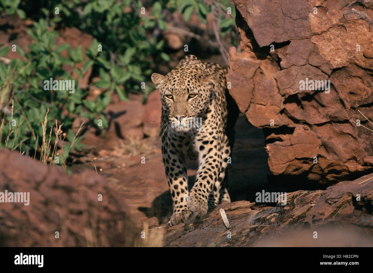 Leopard (Panthera pardus) on rocks, Okonjima Game Ranch, Namibia Stock ...