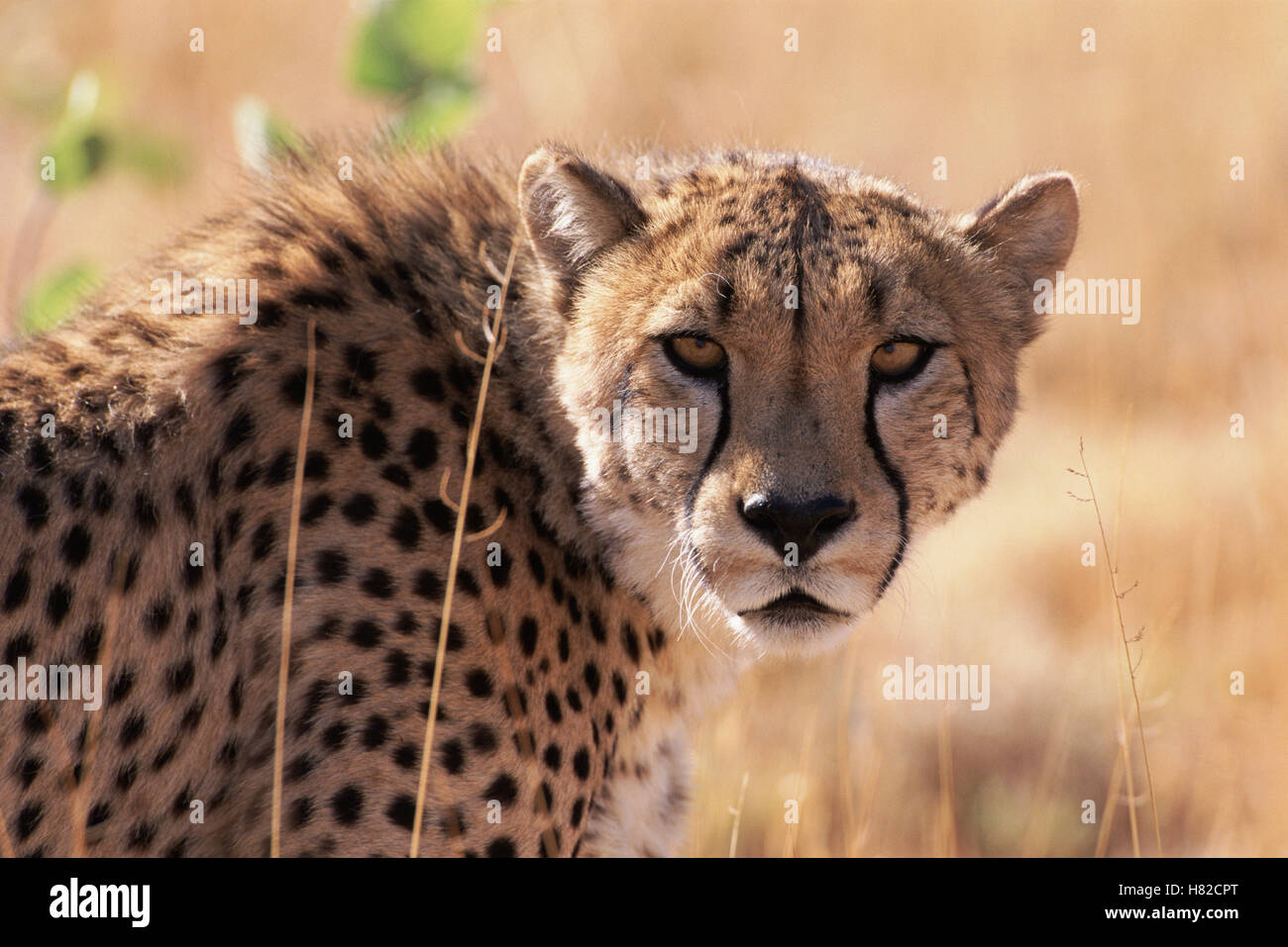 Cheetah (Acinonyx jubatus), Okonjima Game Ranch, Namibia Stock Photo ...