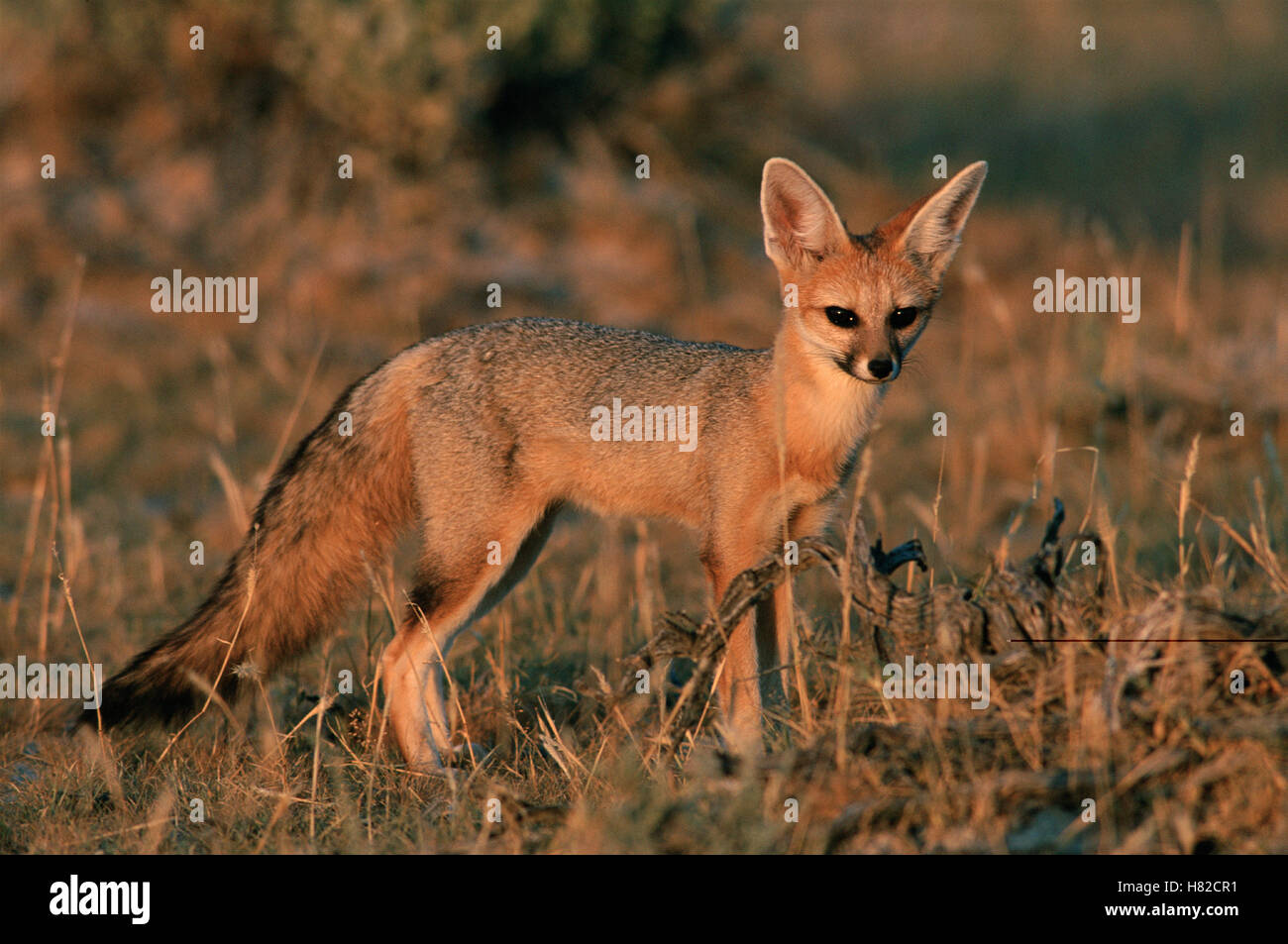 Cape Fox (Vulpes chama), Etosha National Park, Namibia Stock Photo - Alamy