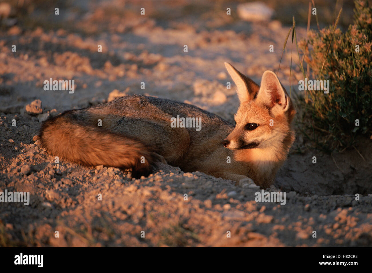 Cape Fox (Vulpes chama), Etosha National Park, Namibia Stock Photo - Alamy