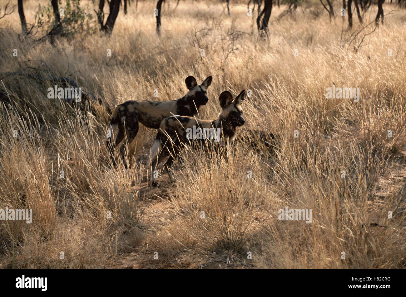 Wild Dog or African Hunting Dog (Lycaon pictus) pair, Harnas Wildlife ...