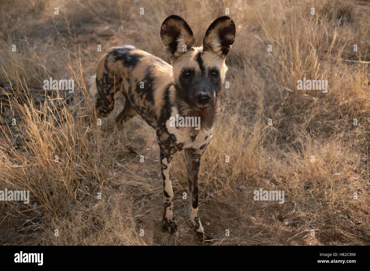 Wild Dog or African Hunting Dog (Lycaon pictus) portrait, close up ...