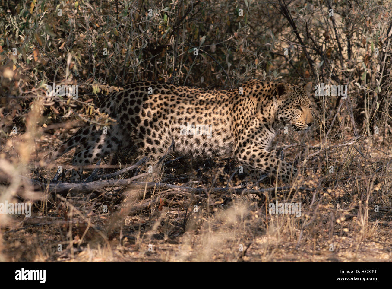 Leopard (Panthera pardus) walking amongst dried vegetation, nearly ...